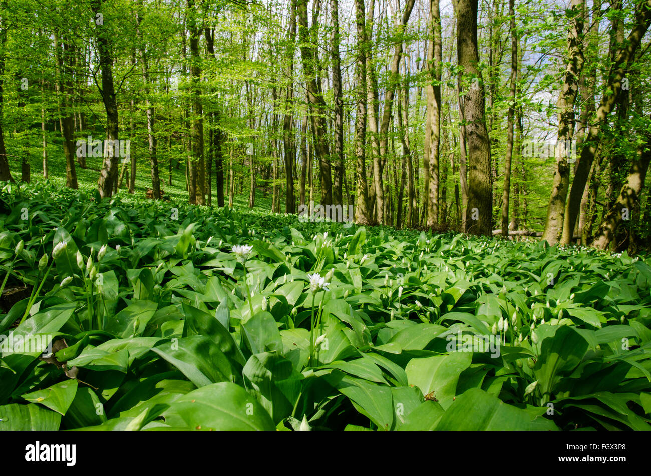 Wild garlic in the woods hi-res stock photography and images - Alamy