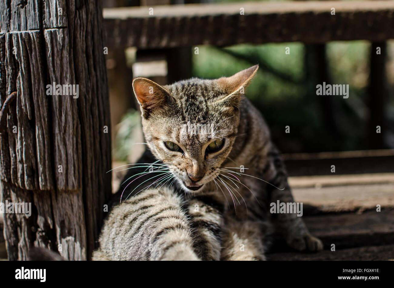 An angry cat Stock Photo - Alamy