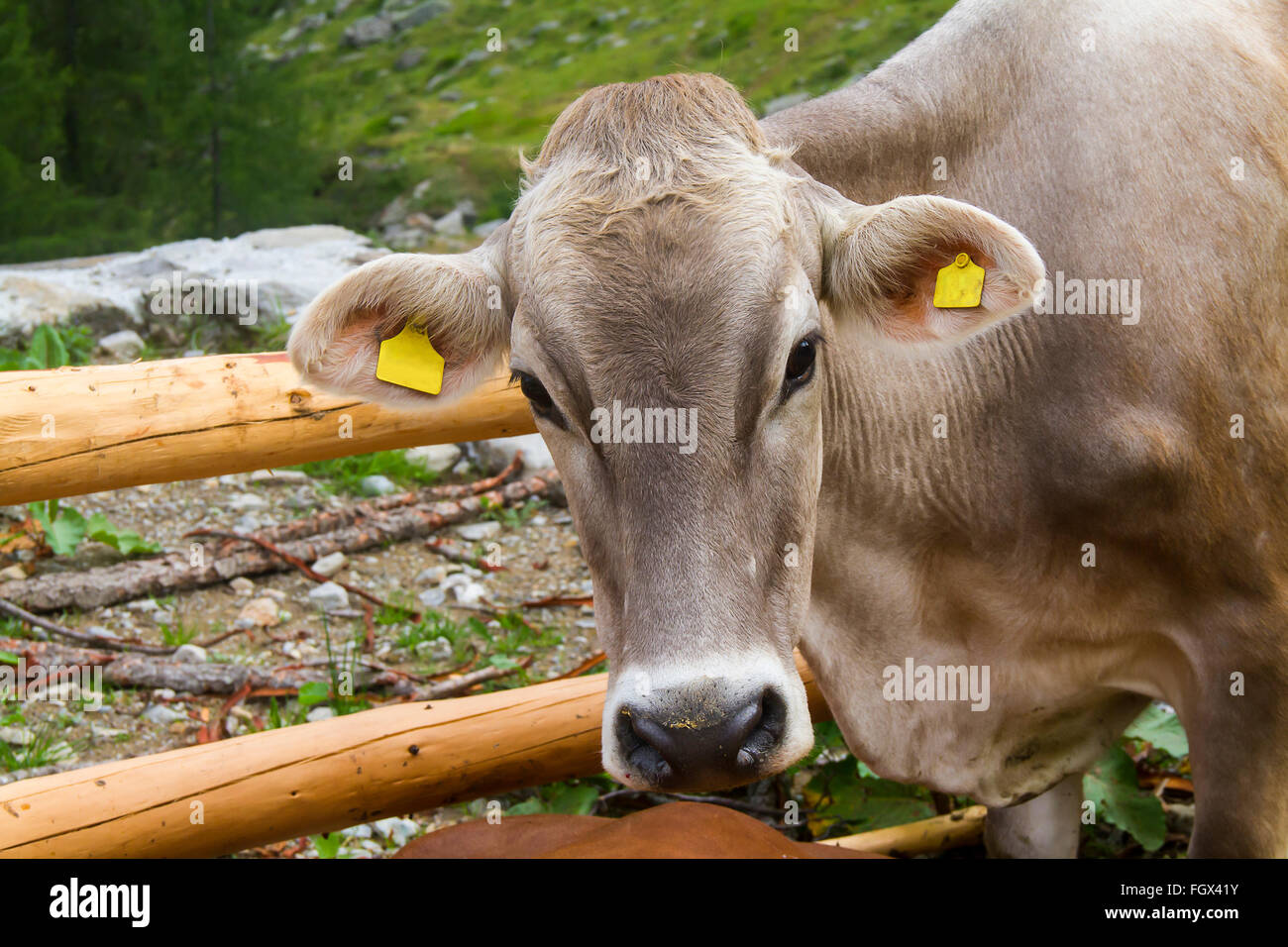 A portrait of a cow in the pasture Stock Photo - Alamy