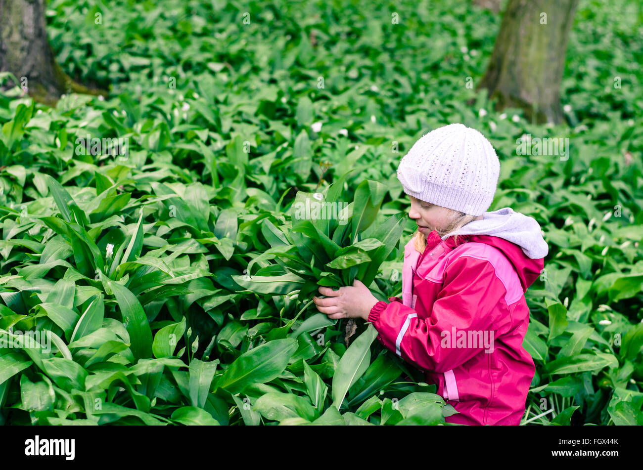 Small garlic field hi-res stock photography and images - Alamy