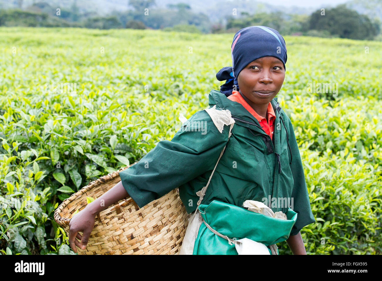 KINIHIRA, RWANDA- NOVEMBER 9: unidentified worker at a tea plantation ...
