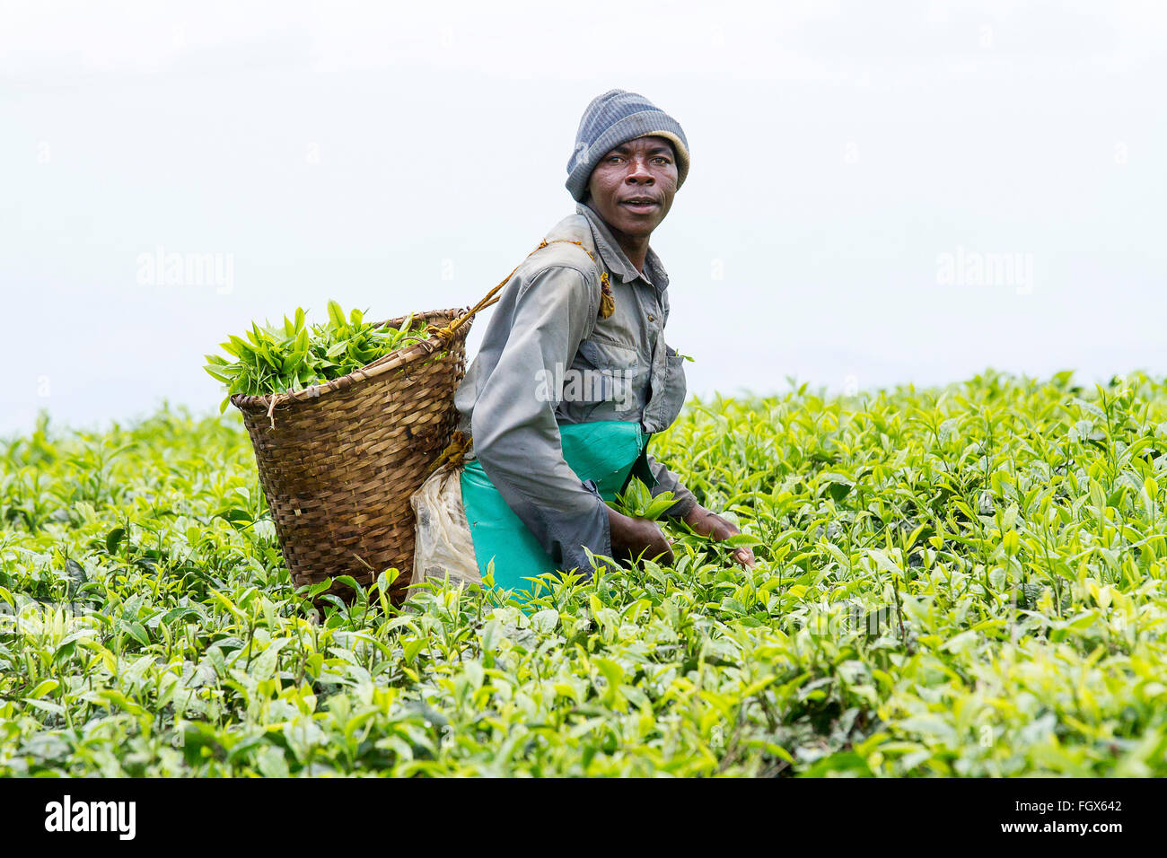 KINIHIRA, RWANDA- NOVEMBER 9: unidentified worker at a tea plantation ...