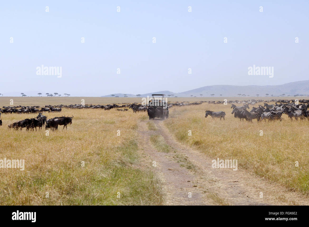 Zebra Vehicle High Resolution Stock Photography and Images - Alamy