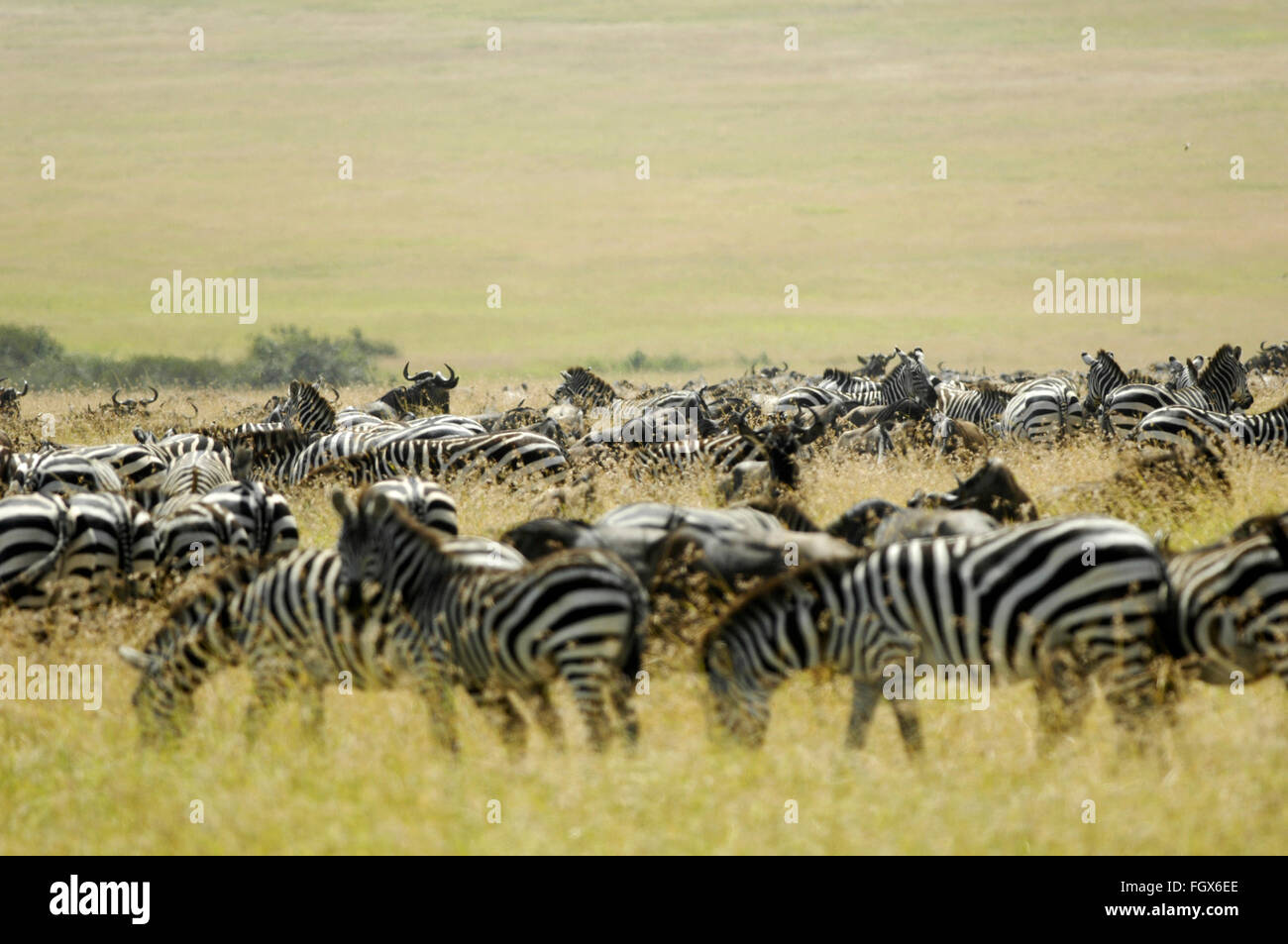 Zebra Migration Serengeti Stock Photos & Zebra Migration Serengeti ...