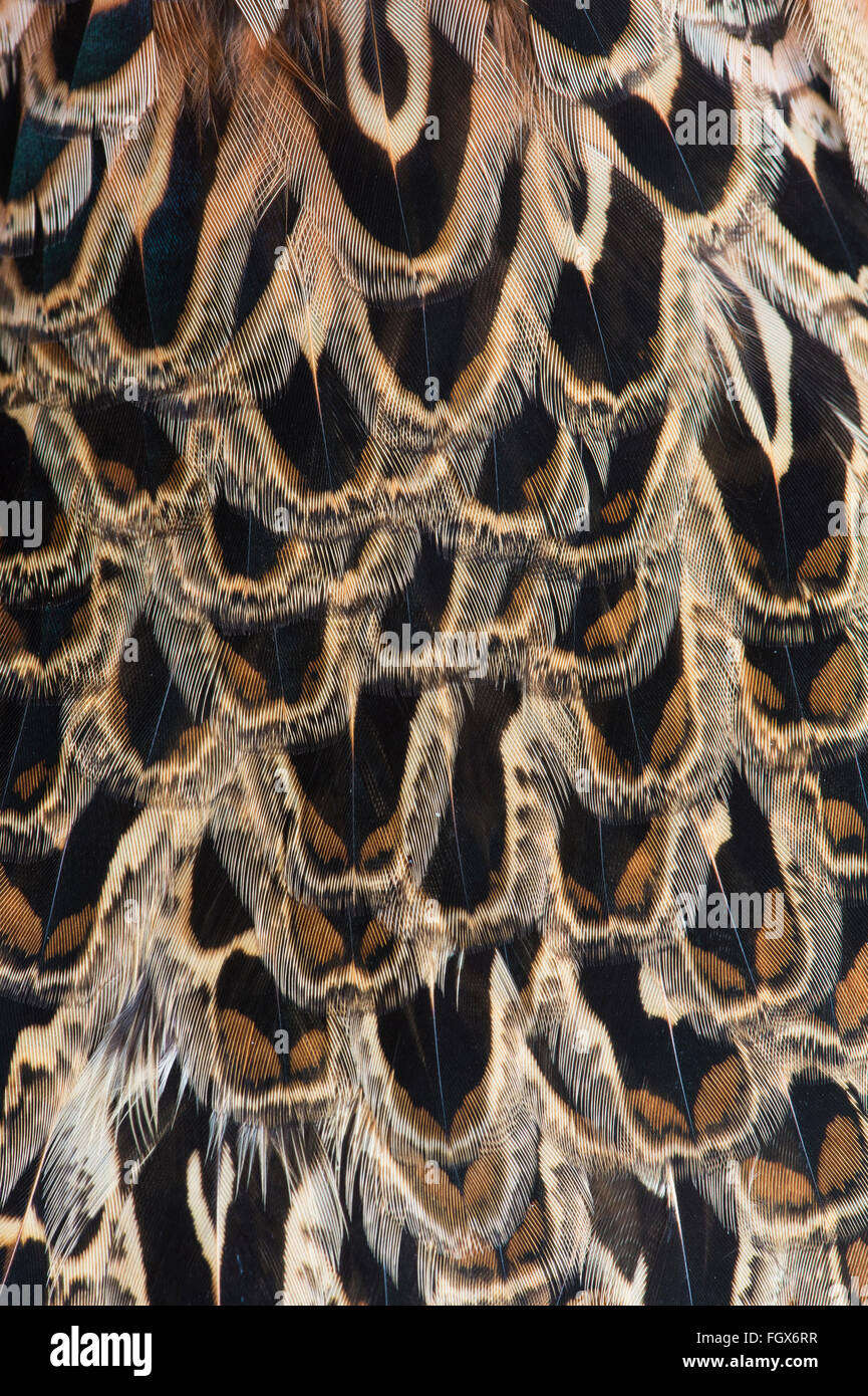 Grey pheasant hi-res stock photography and images - Alamy