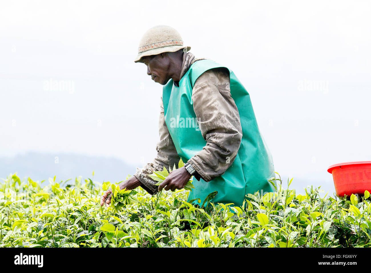 KINIHIRA, RWANDA- NOVEMBER 9: unidentified worker at a tea plantation ...