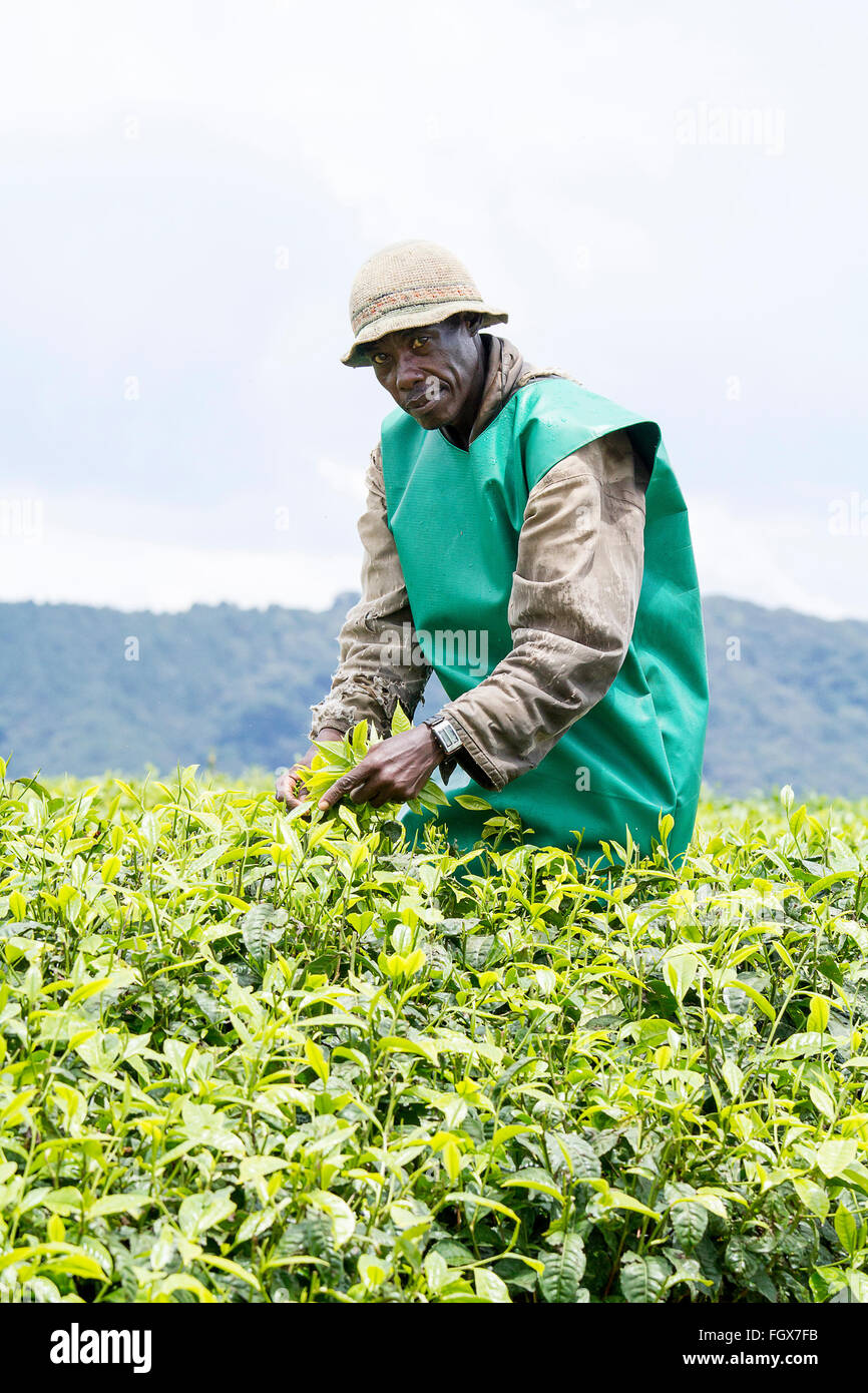 KINIHIRA, RWANDA- NOVEMBER 9: unidentified worker at a tea plantation ...