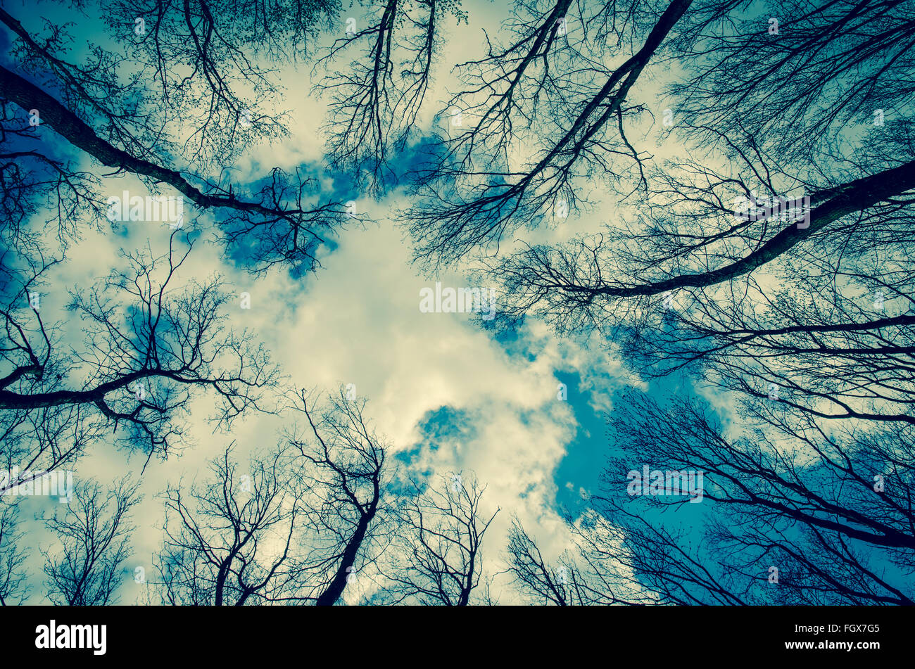 view to trees-tops and blue sky Stock Photo - Alamy