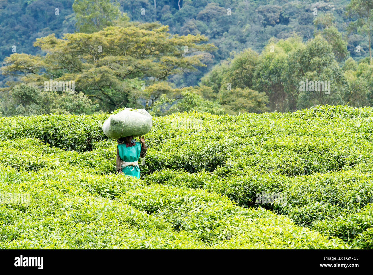 KINIHIRA, RWANDA- NOVEMBER 9: unidentified worker at a tea plantation ...