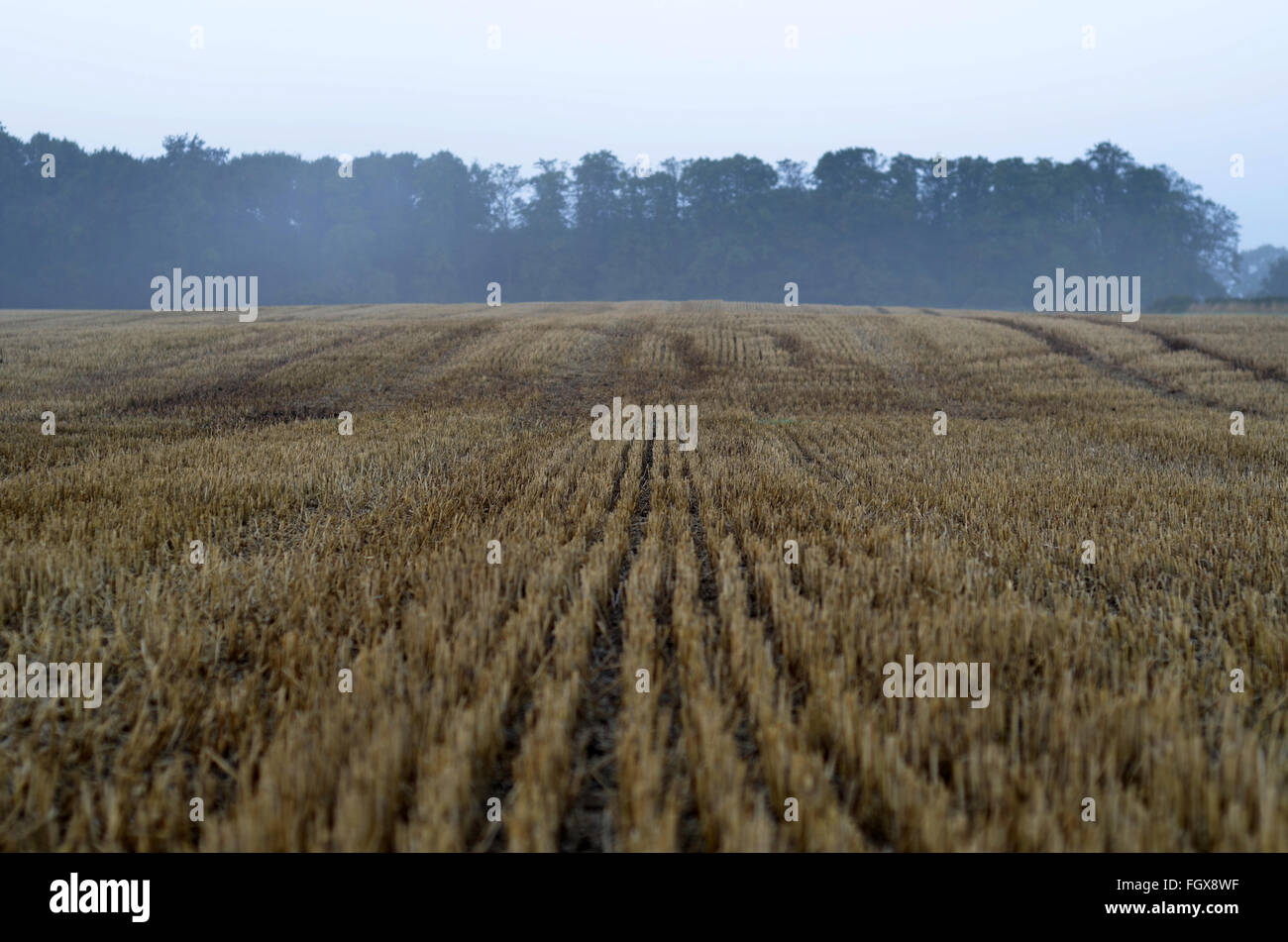 early morning field Stock Photo - Alamy