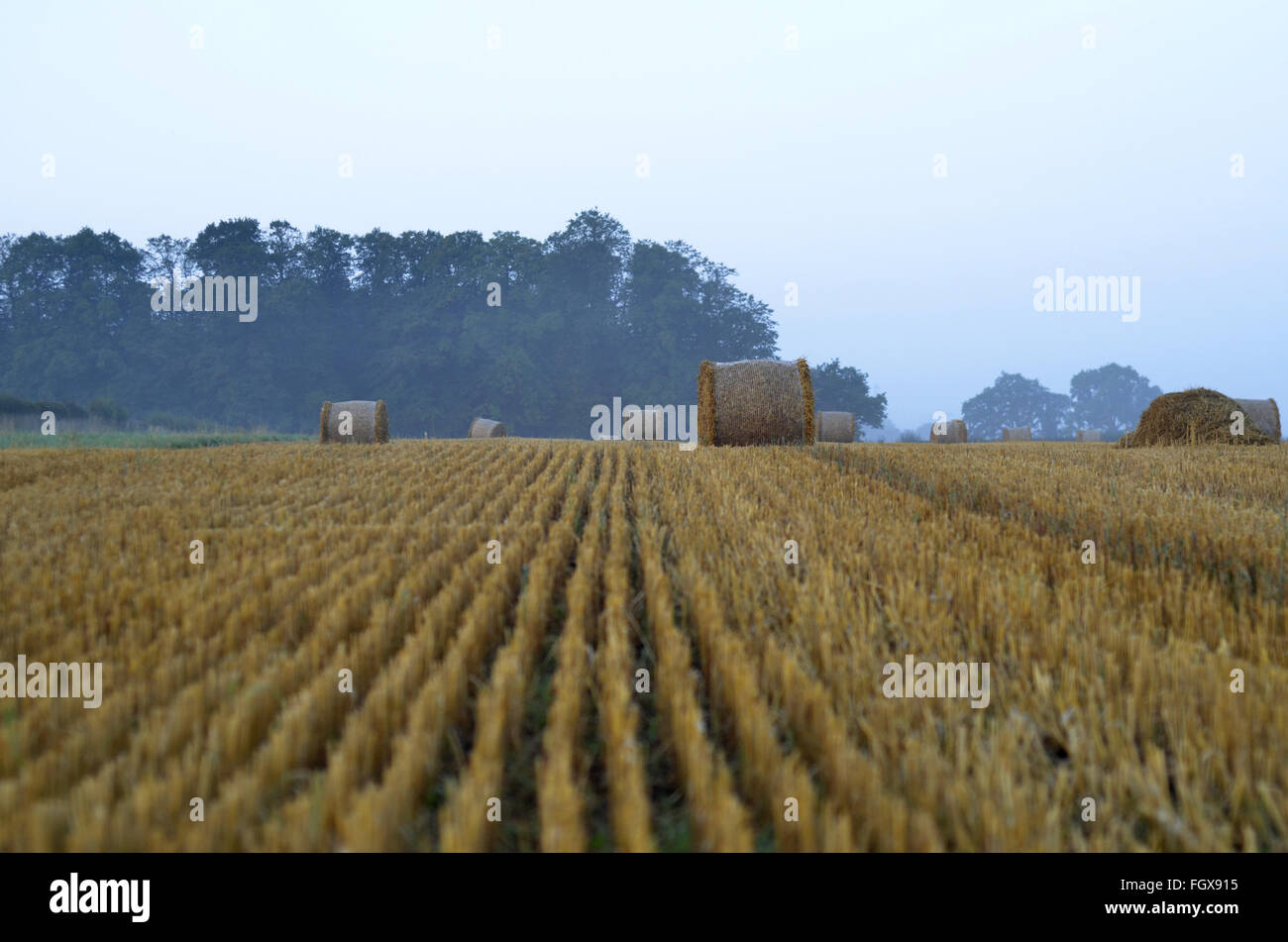 early morning field Stock Photo - Alamy