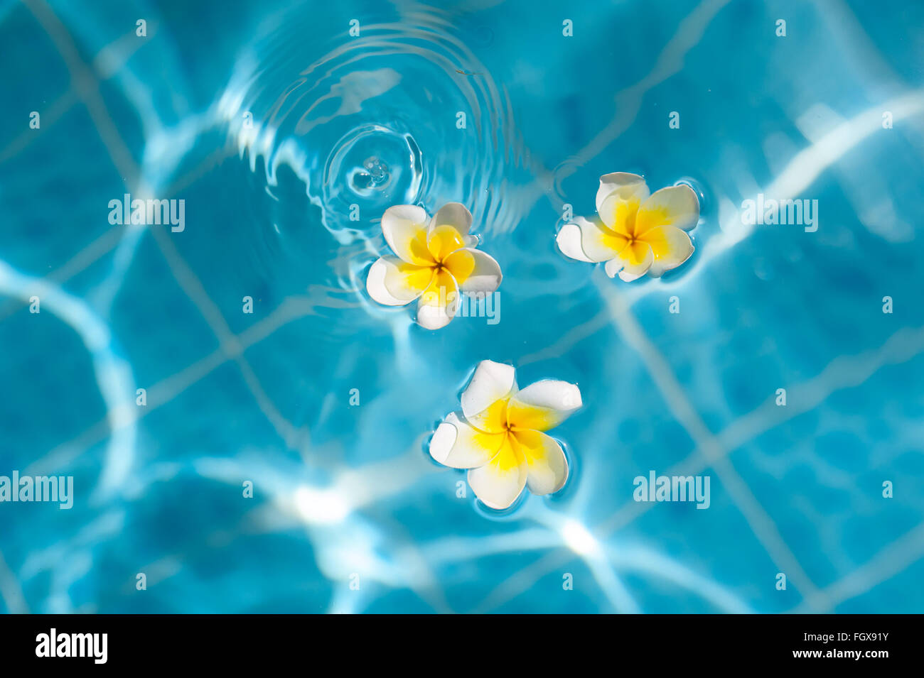 Frangipani flower on the blue water, concept for tropical vacation ...