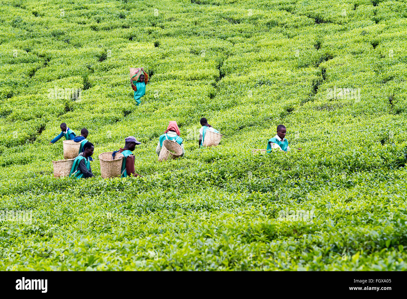 KINIHIRA, RWANDA- NOVEMBER 9: unidentified workers at a tea plantation ...