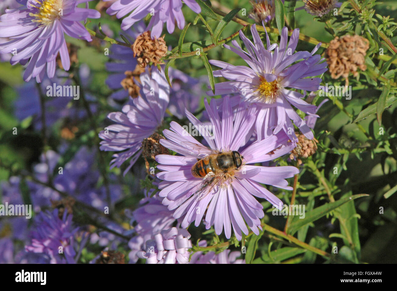 Michaelmas daisy autumn uk hi-res stock photography and images - Alamy