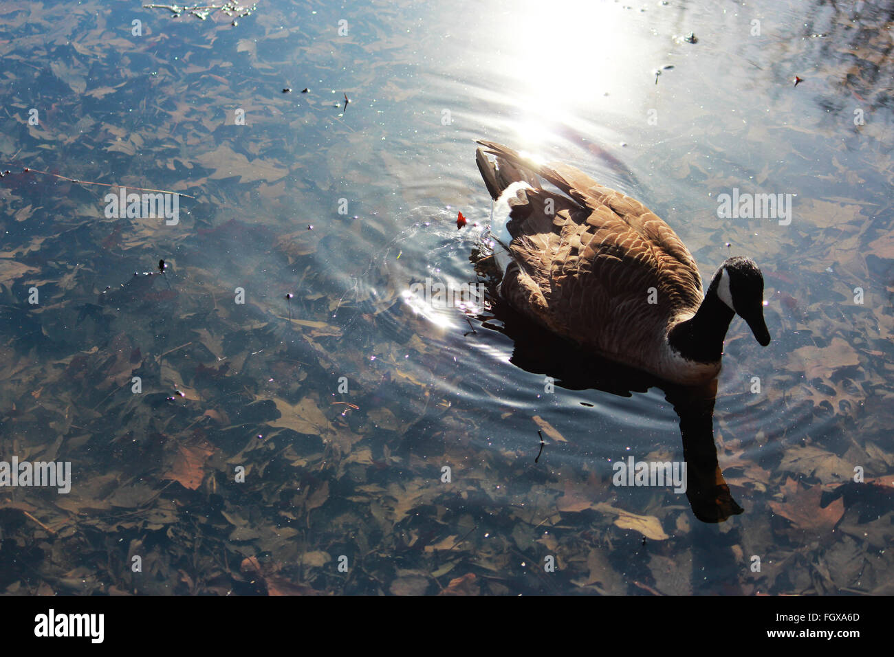 A single goose in water Stock Photo - Alamy