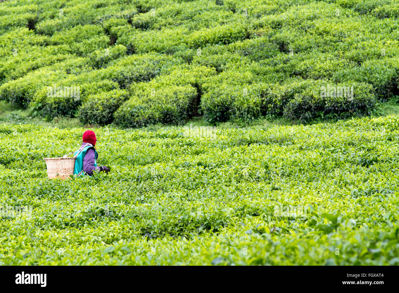 KINIHIRA, RWANDA- NOVEMBER 9: unidentified worker at a tea plantation ...