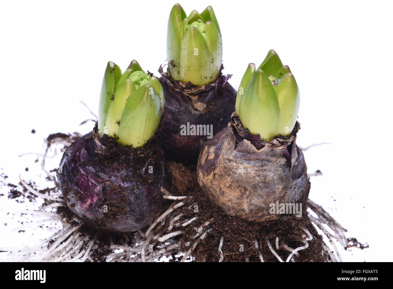 Closeup of hyacinth bulbs isolated on white background Stock Photo - Alamy