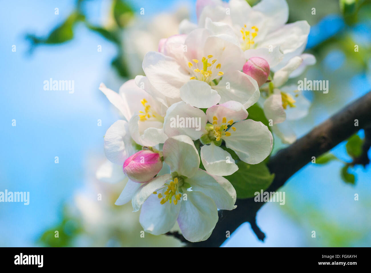 Spring plant hi-res stock photography and images - Alamy