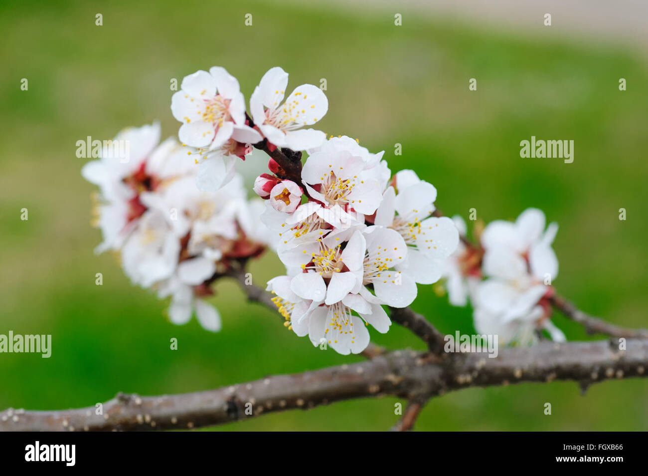 flowering spring tree in the garden close up Stock Photo - Alamy