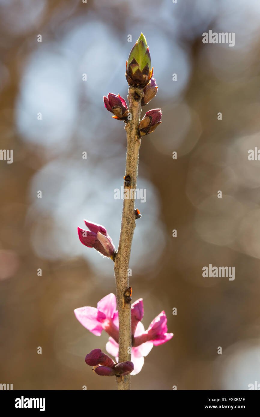 Closeup of a peach tree bud, shallow depth of field Stock Photo - Alamy