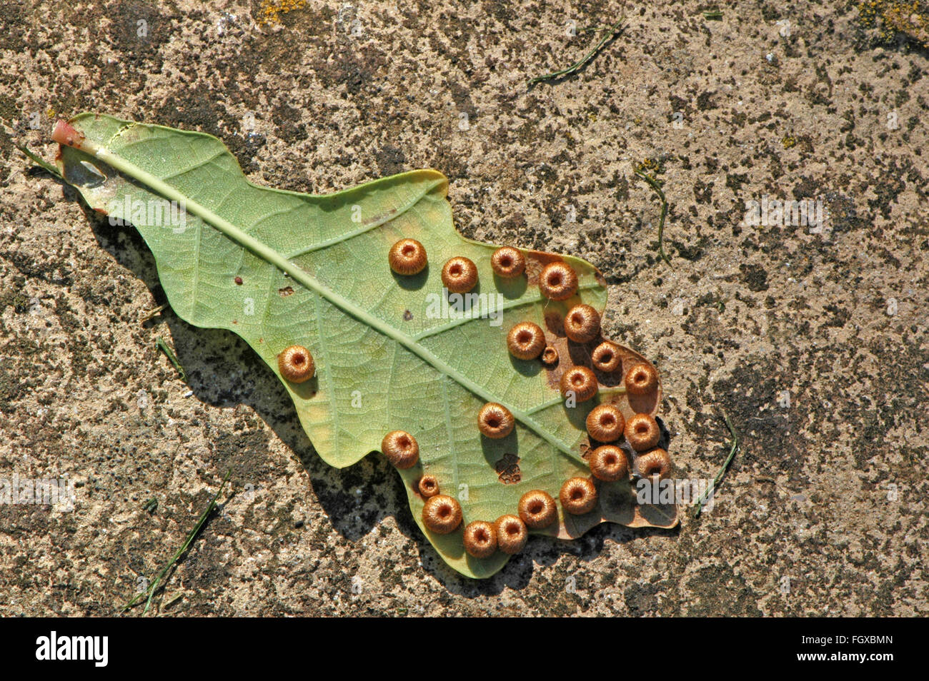 Gall wasp oak hi-res stock photography and images - Alamy