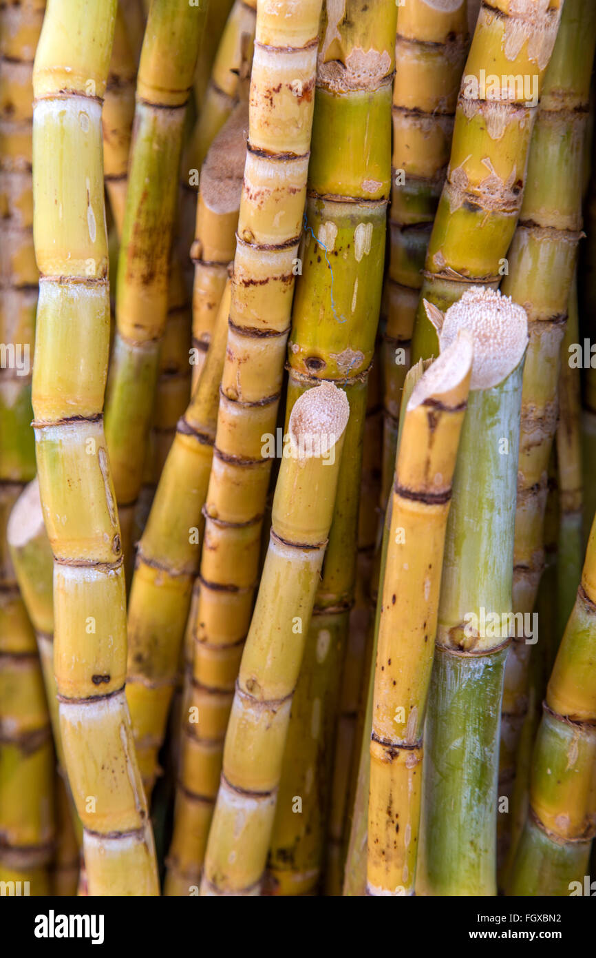 Sugar cane crop hi-res stock photography and images - Alamy Sugar cane crop hi-res stock photography and images - Alamy