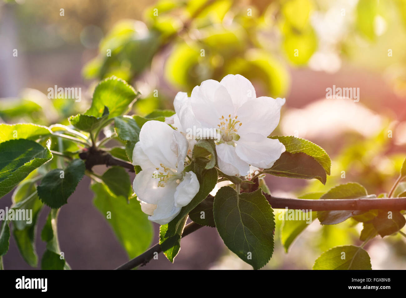 Beautiful blooming trees in spring garden Stock Photo - Alamy