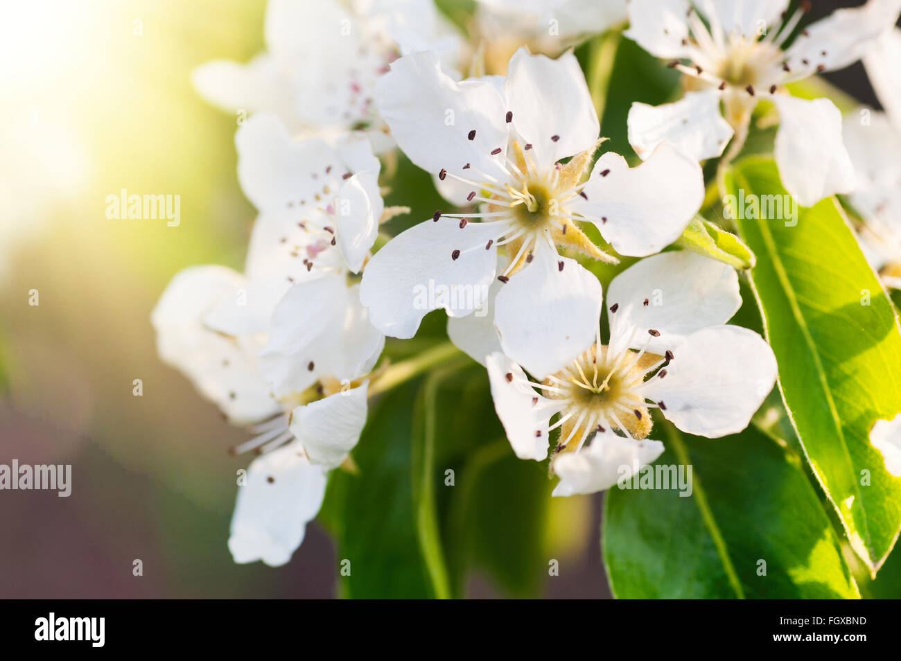 Beautiful blooming trees in spring garden Stock Photo - Alamy