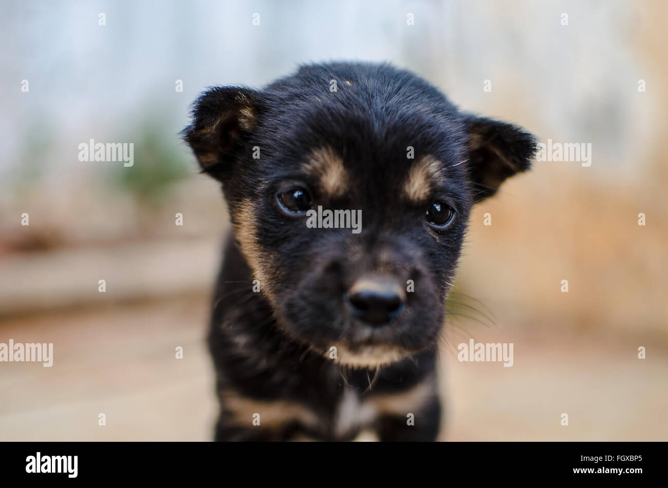 A cute sad puppy Stock Photo - Alamy