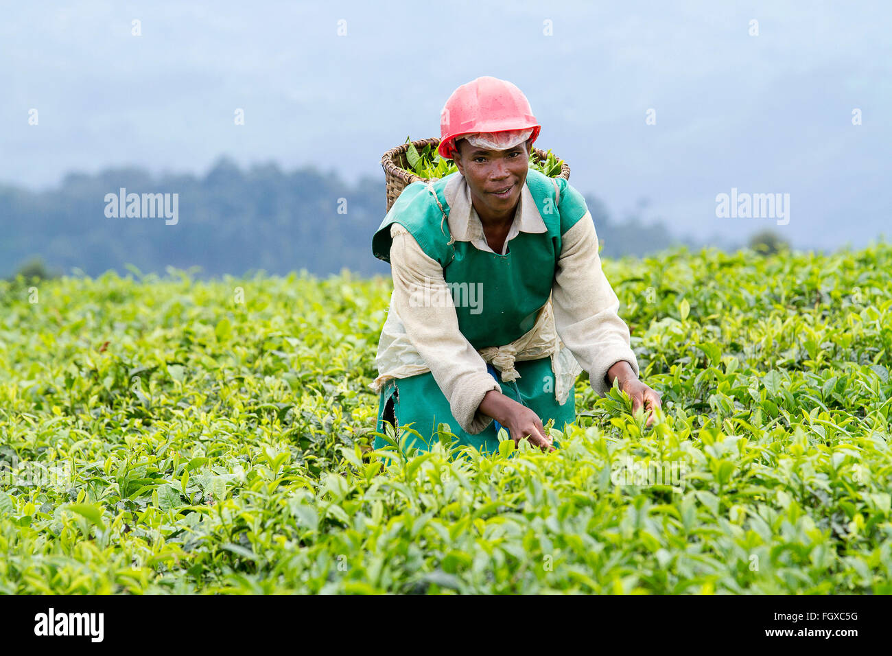 KINIHIRA, RWANDA- NOVEMBER 9: unidentified worker at a tea plantation ...
