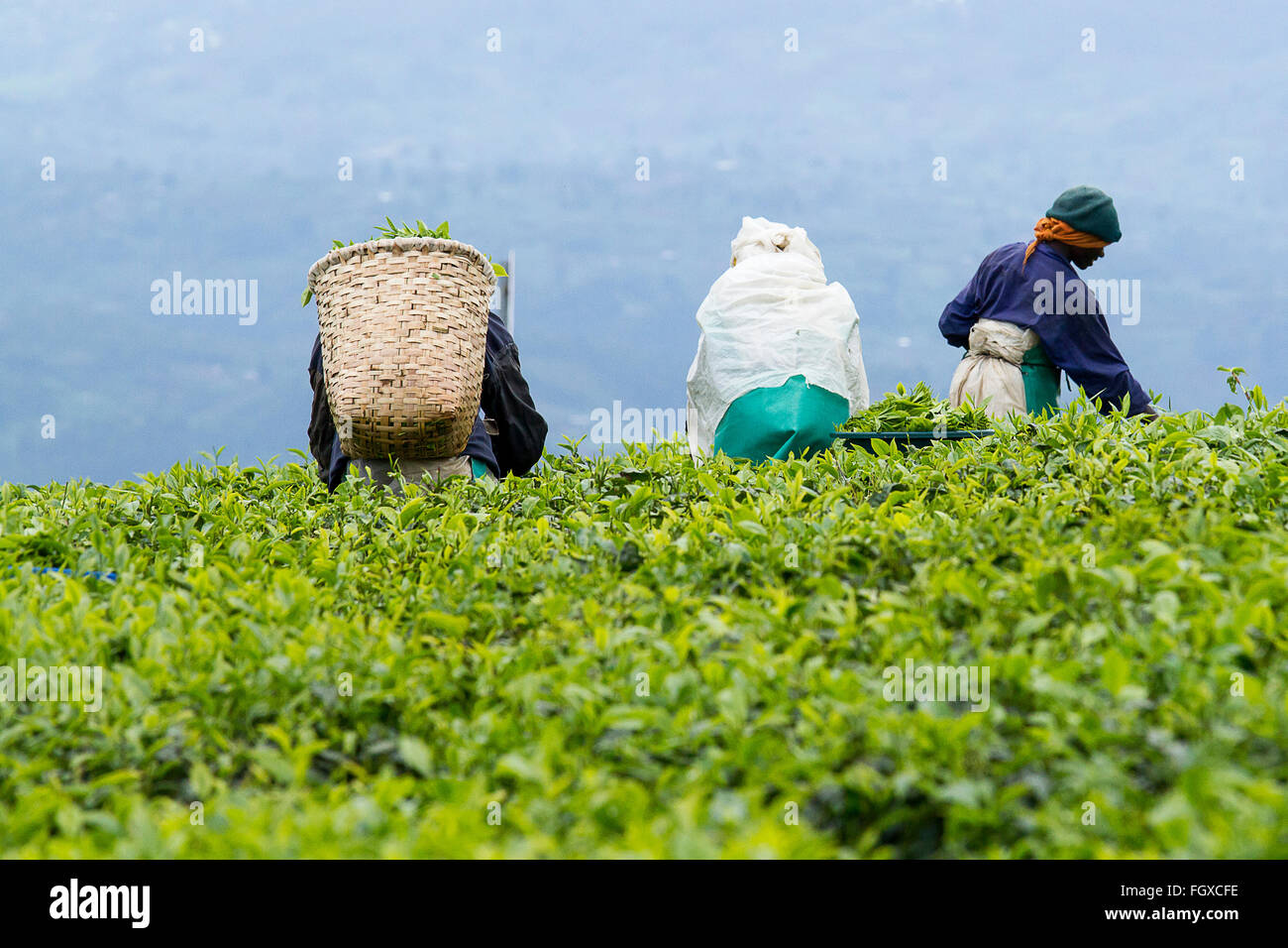 KINIHIRA, RWANDA- NOVEMBER 9: unidentified worker at a tea plantation ...