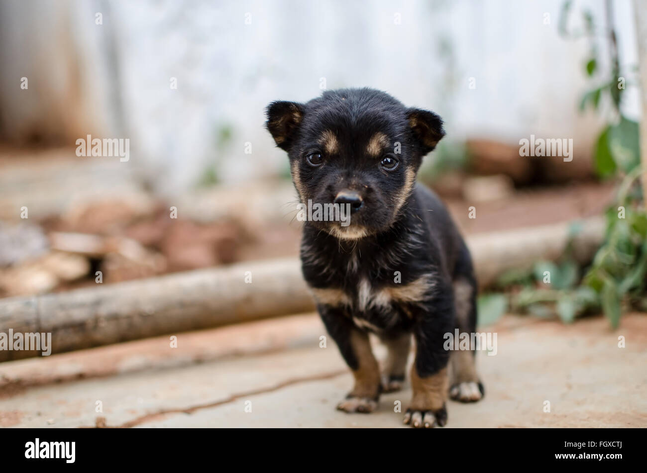 A cute sad puppy Stock Photo - Alamy