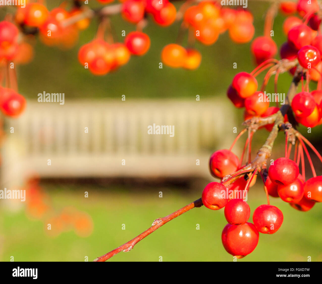 Berries grass hi-res stock photography and images - Alamy