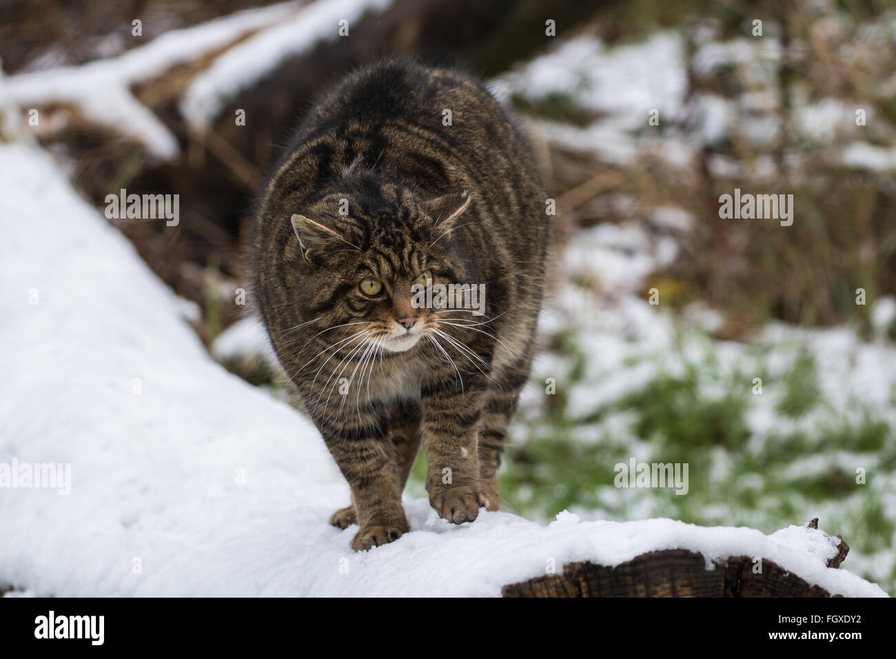 Scottish Wildcat In Snow Stock Photos & Scottish Wildcat In Snow Stock ...