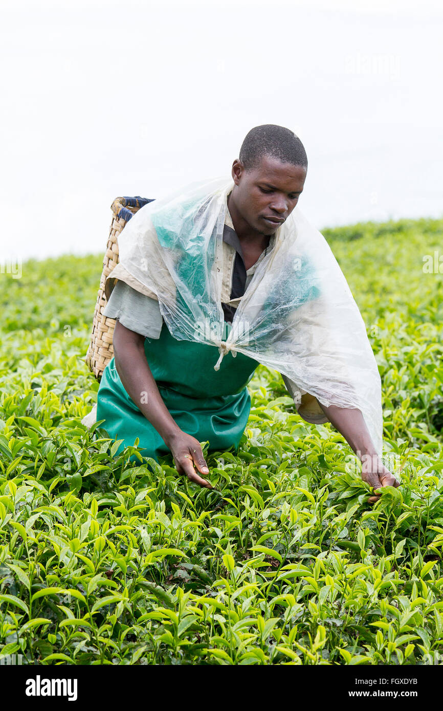 KINIHIRA, RWANDA- NOVEMBER 9: unidentified worker at a tea plantation ...