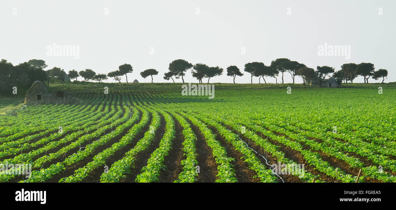 Field of vegetables Stock Photo - Alamy