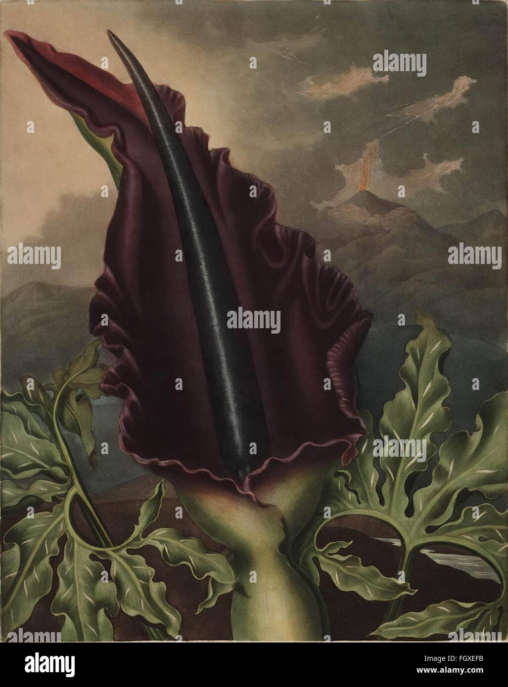 The Dragon Arum from Robert Thorton's Temple of Flora Stock Photo - Alamy