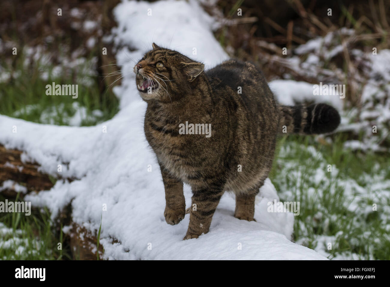 Scottish Wildcat on Tree Branch Covered in Snow Stock Photo - Alamy