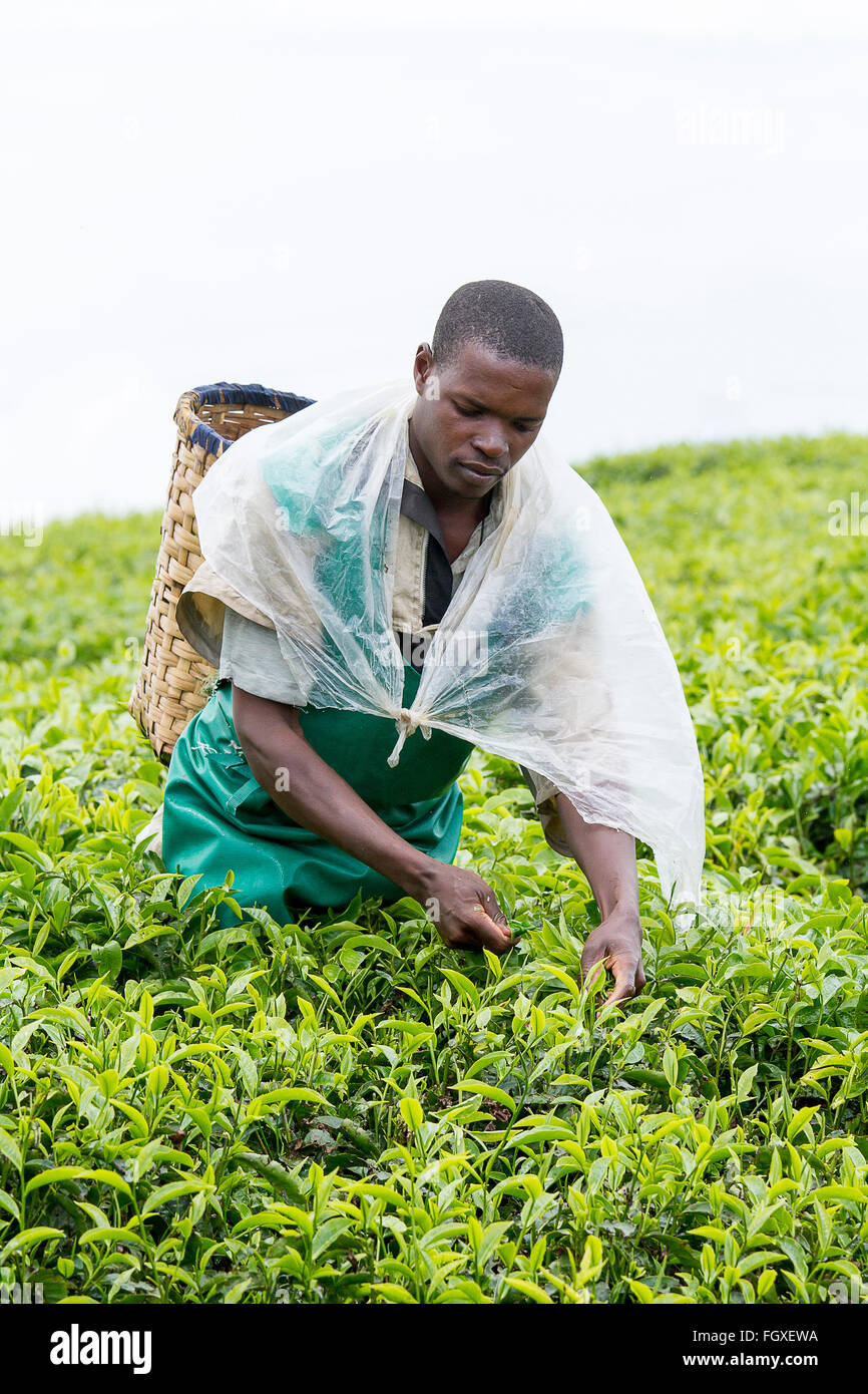 KINIHIRA, RWANDA- NOVEMBER 9: unidentified worker at a tea plantation ...