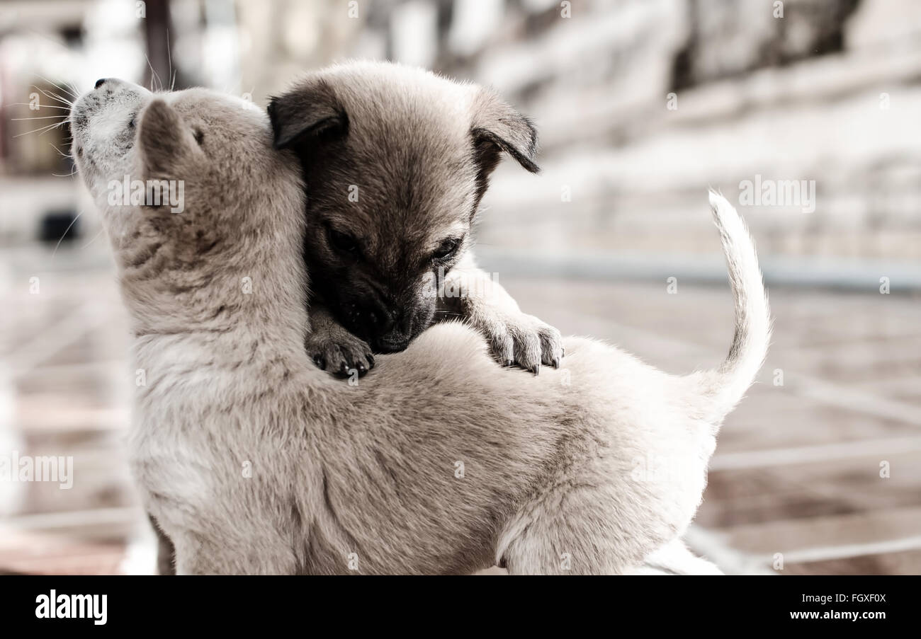 Two adorable puppies Stock Photo - Alamy