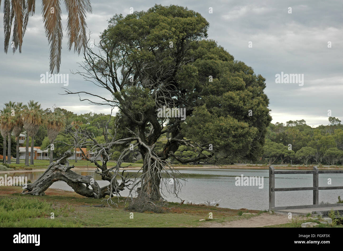 Rottnest Island Tea Tree. Melaleuca lancelotta Stock Photo - Alamy