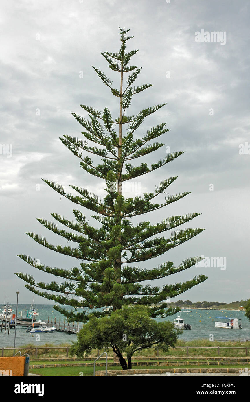 Norfolk Island Pine. Rottnest Harbour, Western Australia Stock Photo ...