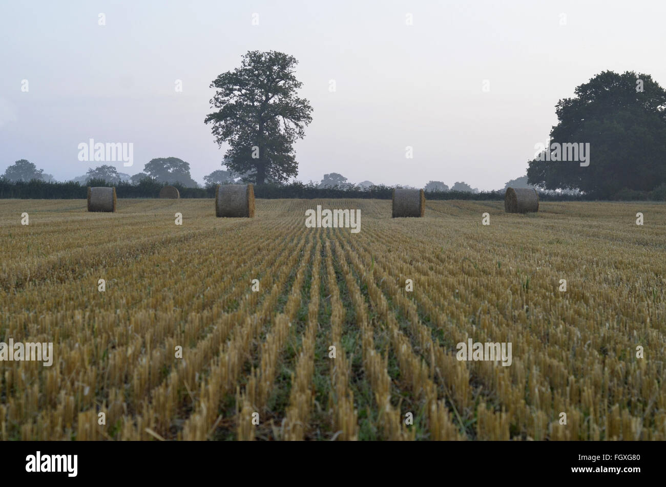 early morning field Stock Photo - Alamy