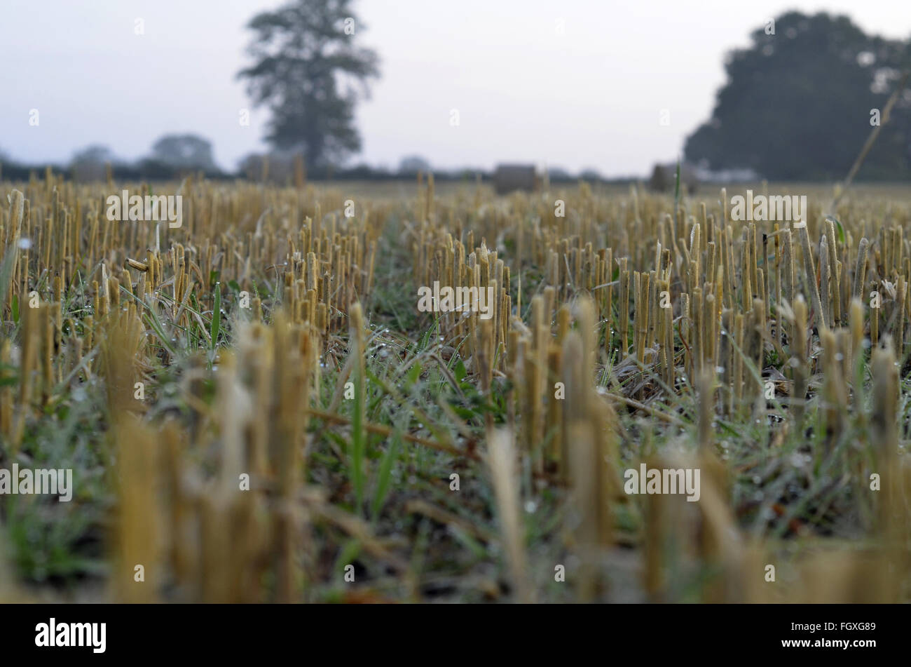 early morning field Stock Photo - Alamy