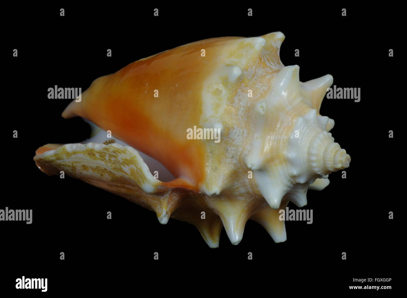 Big seashell on the black background, isolated Stock Photo - Alamy