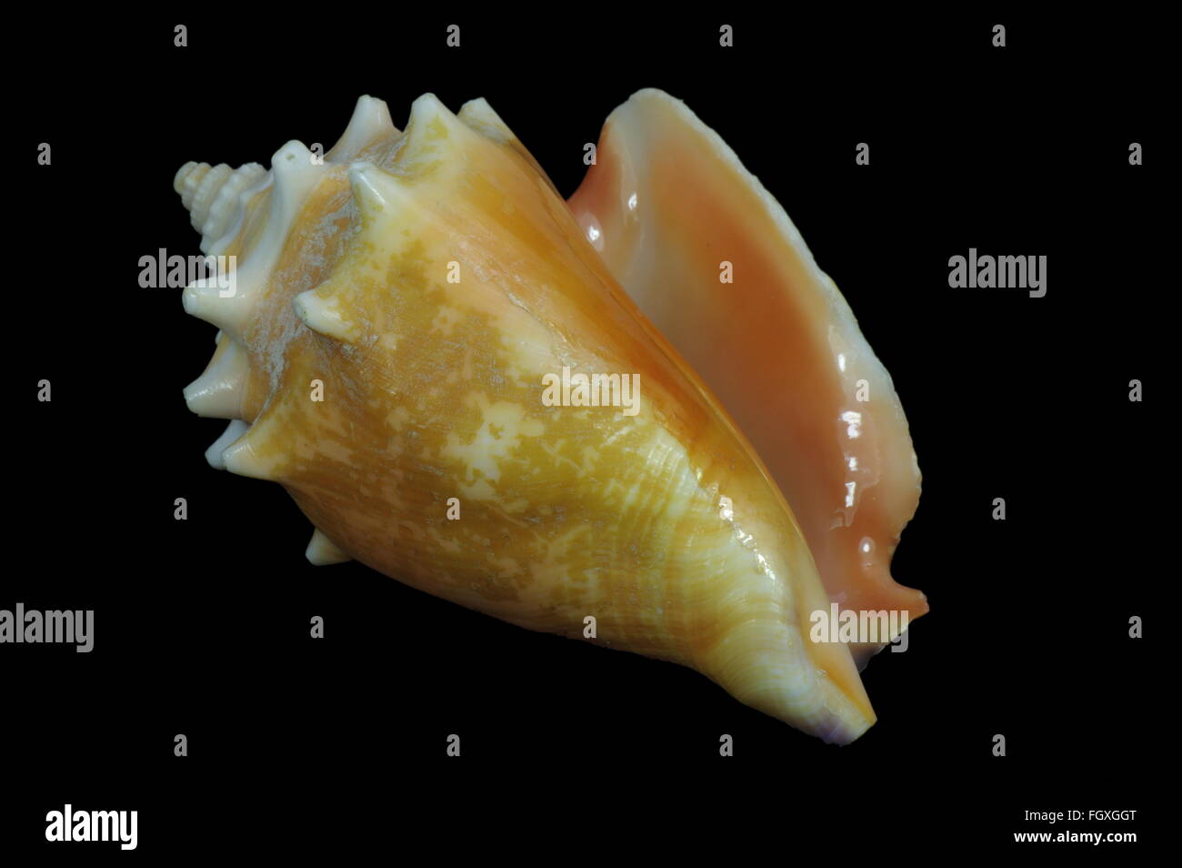 Big seashell on the black background, isolated Stock Photo - Alamy