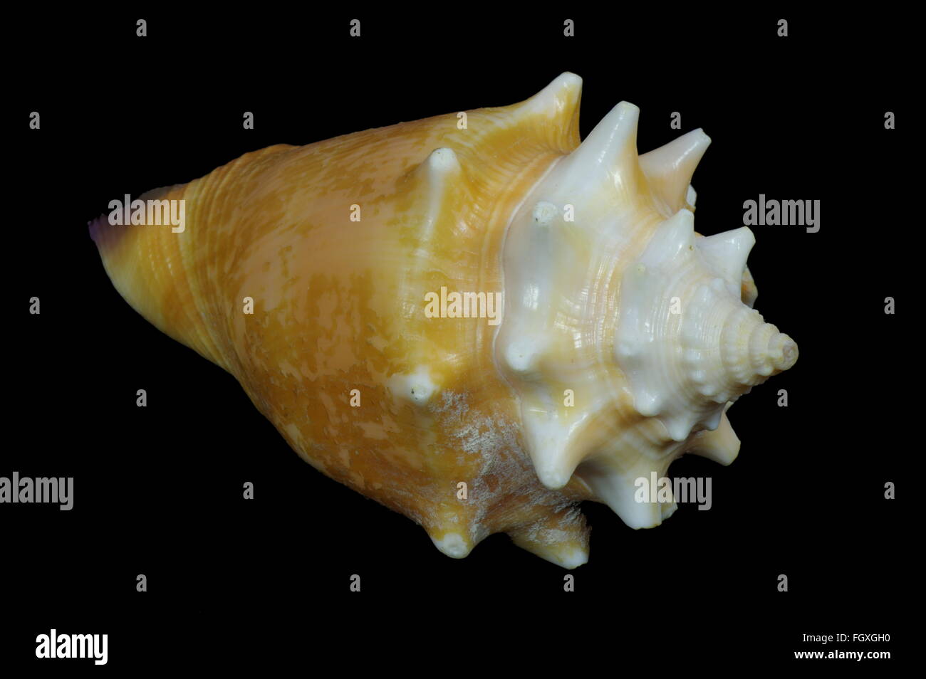 Big seashell on the black background, isolated Stock Photo - Alamy