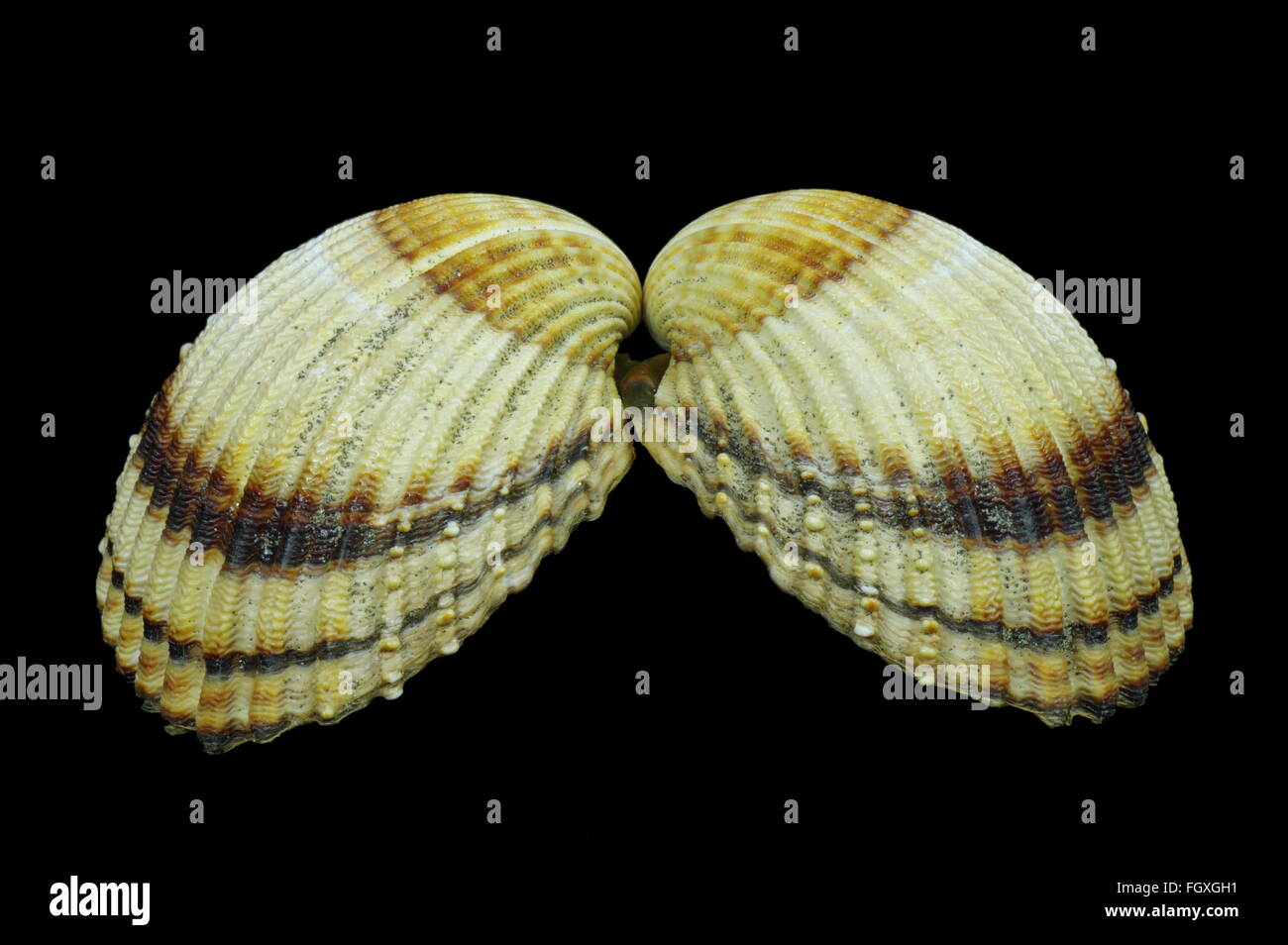 Big seashell on the black background, isolated Stock Photo - Alamy