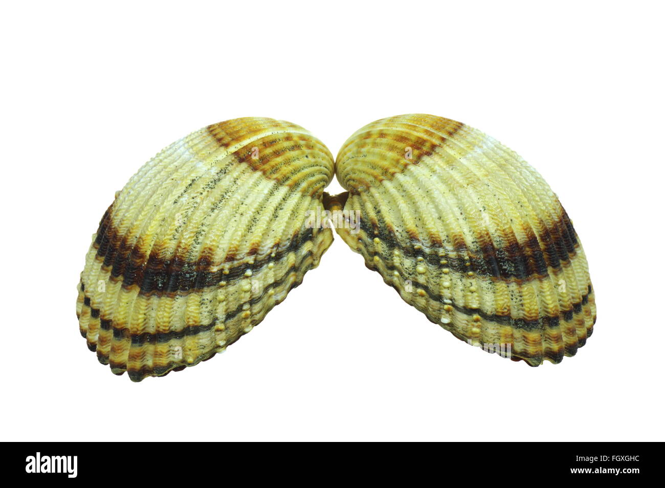 Big seashell on the white background, isolated Stock Photo - Alamy