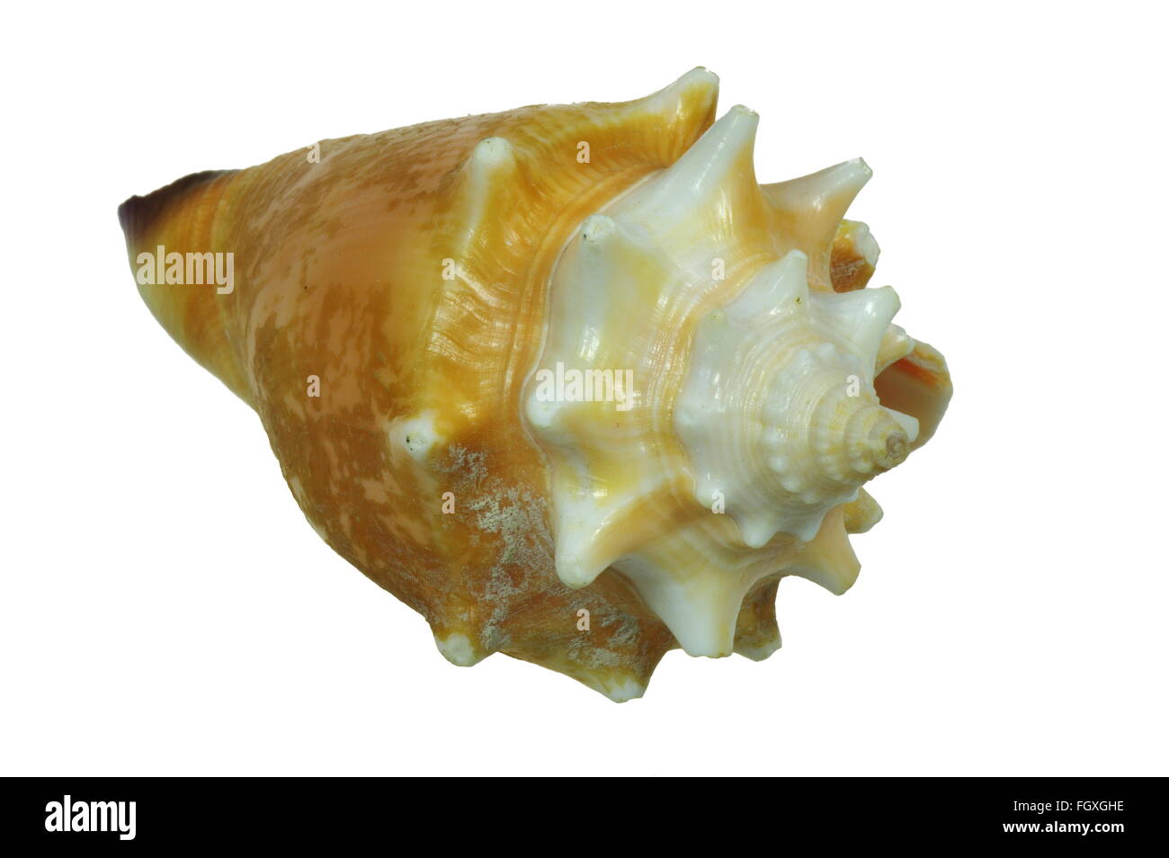 Big seashell on the white background, isolated Stock Photo - Alamy